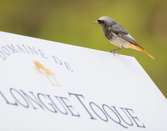 Domaine de Longue Toque in Gigondas - Organic Wines